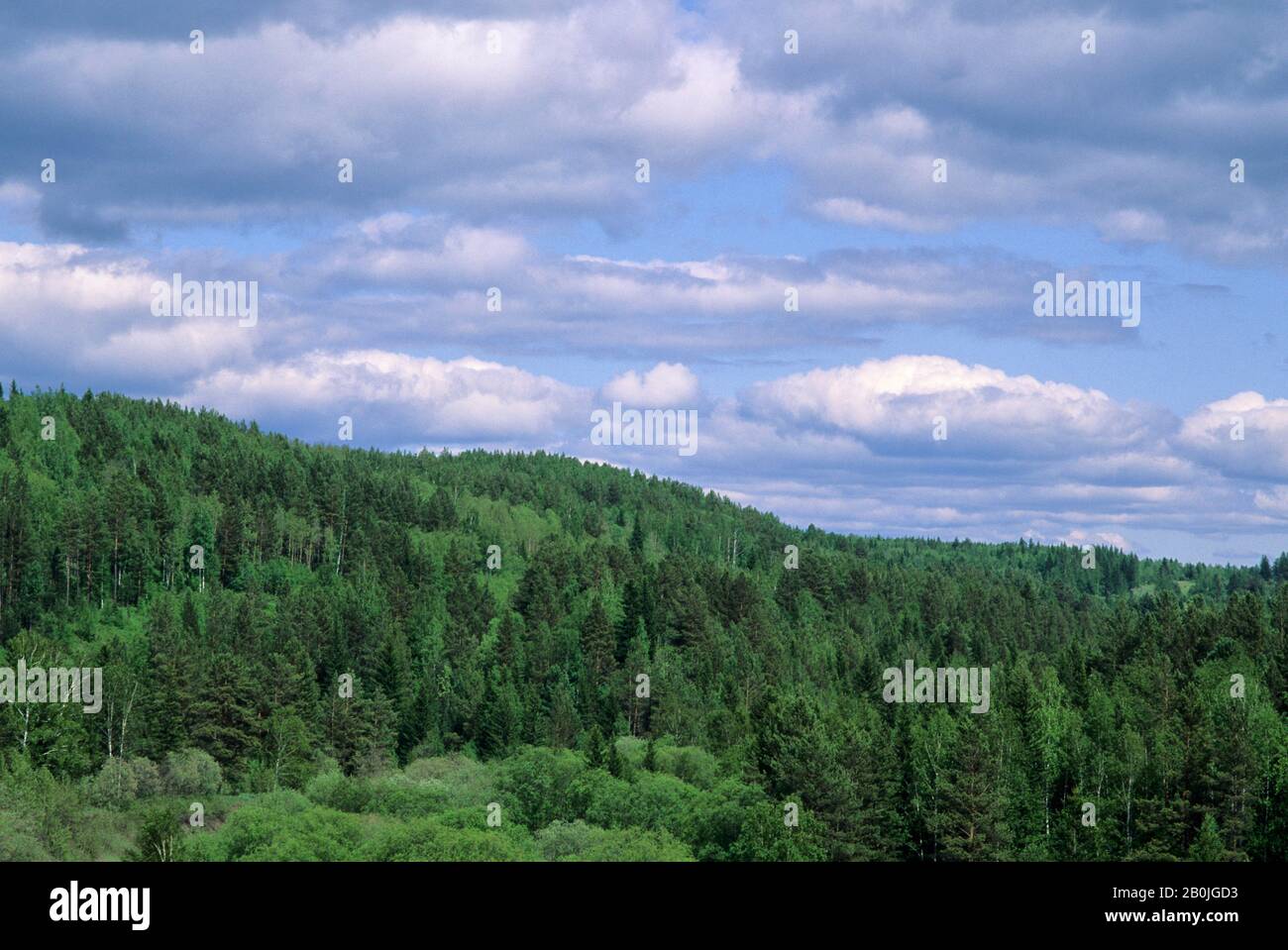 RUSSIA, SIBERIA, NEAR KRASNOYARSK, TAIGA FOREST Stock Photo - Alamy