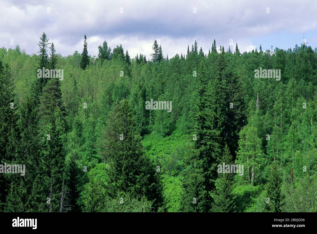Russia asia siberia birch forest hi-res stock photography and images ...