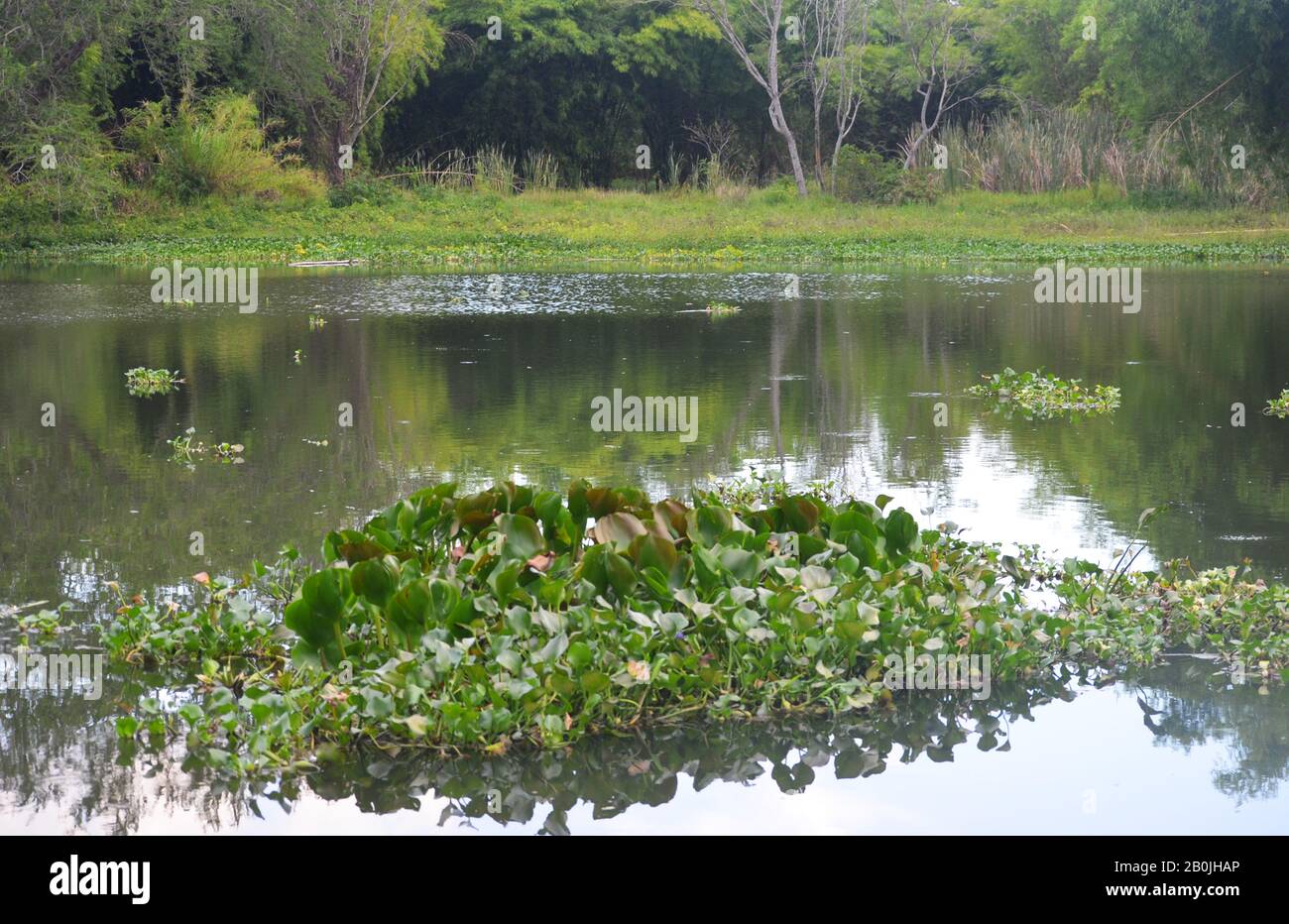 Cuban Lily High Resolution Stock Photography and Images - Alamy
