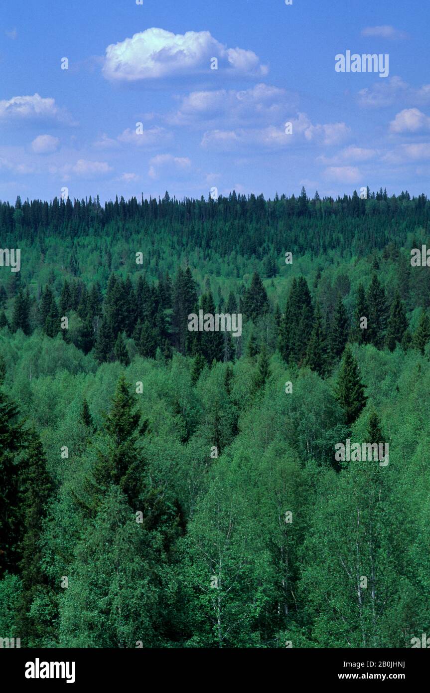 Ural taiga hi-res stock photography and images - Alamy