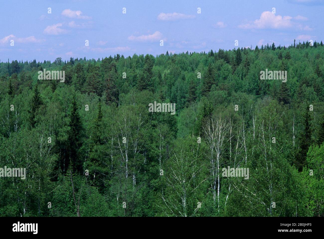 RUSSIA, URAL MOUNTAINS, FOREST NEAR SCHALJA Stock Photo - Alamy