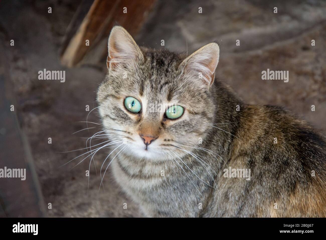Kitten under table hi-res stock photography and images - Alamy