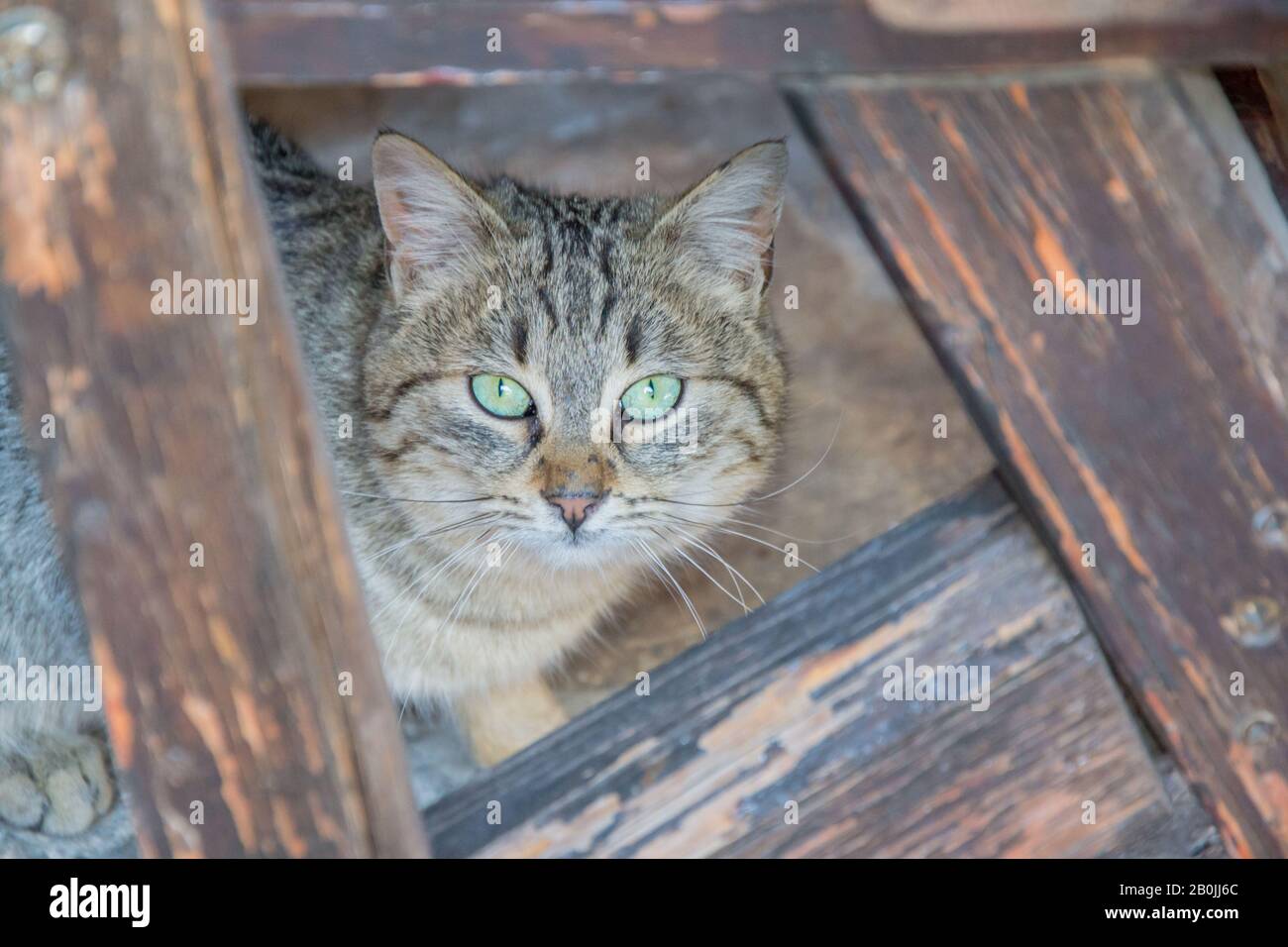 Cute cat hiding under a table, adorable kitten, animal theme Stock ...