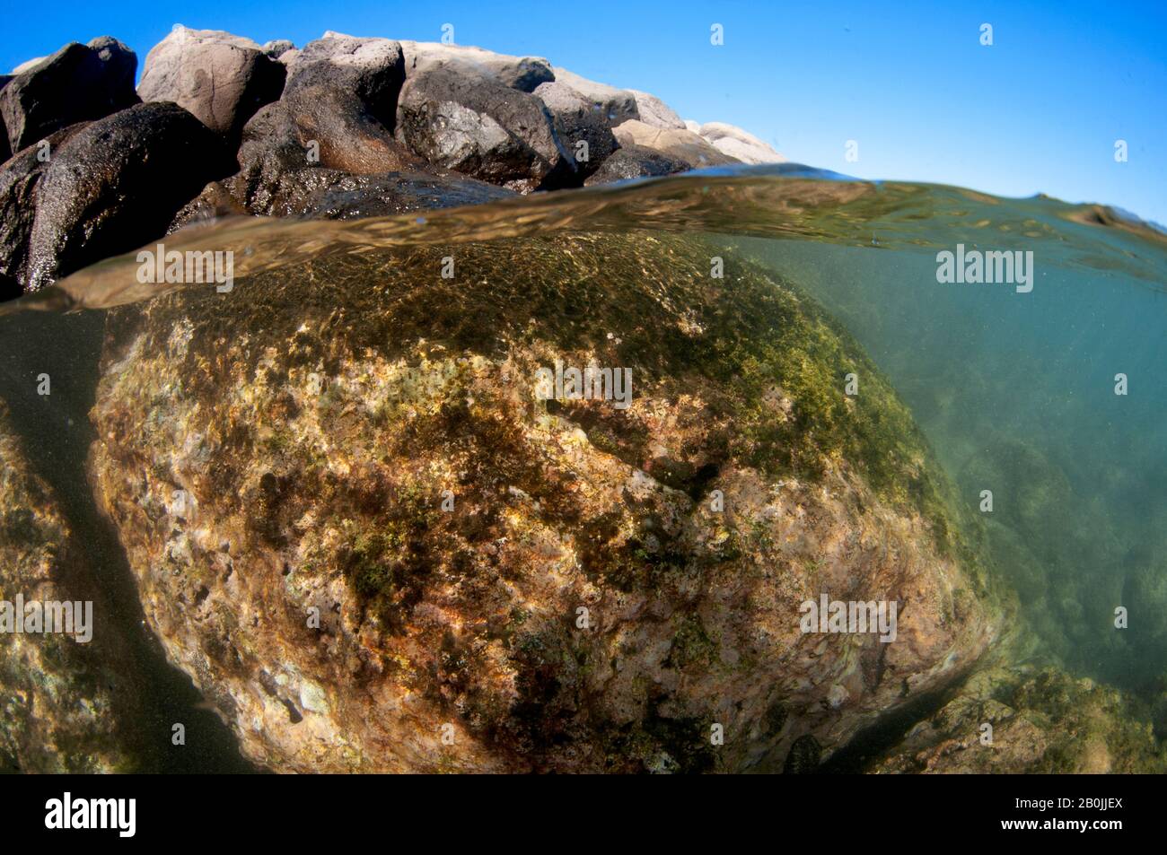 Encrusted algae or limu, Sand Island Beach, Honolulu, Oahu, Hawaii, USA ...