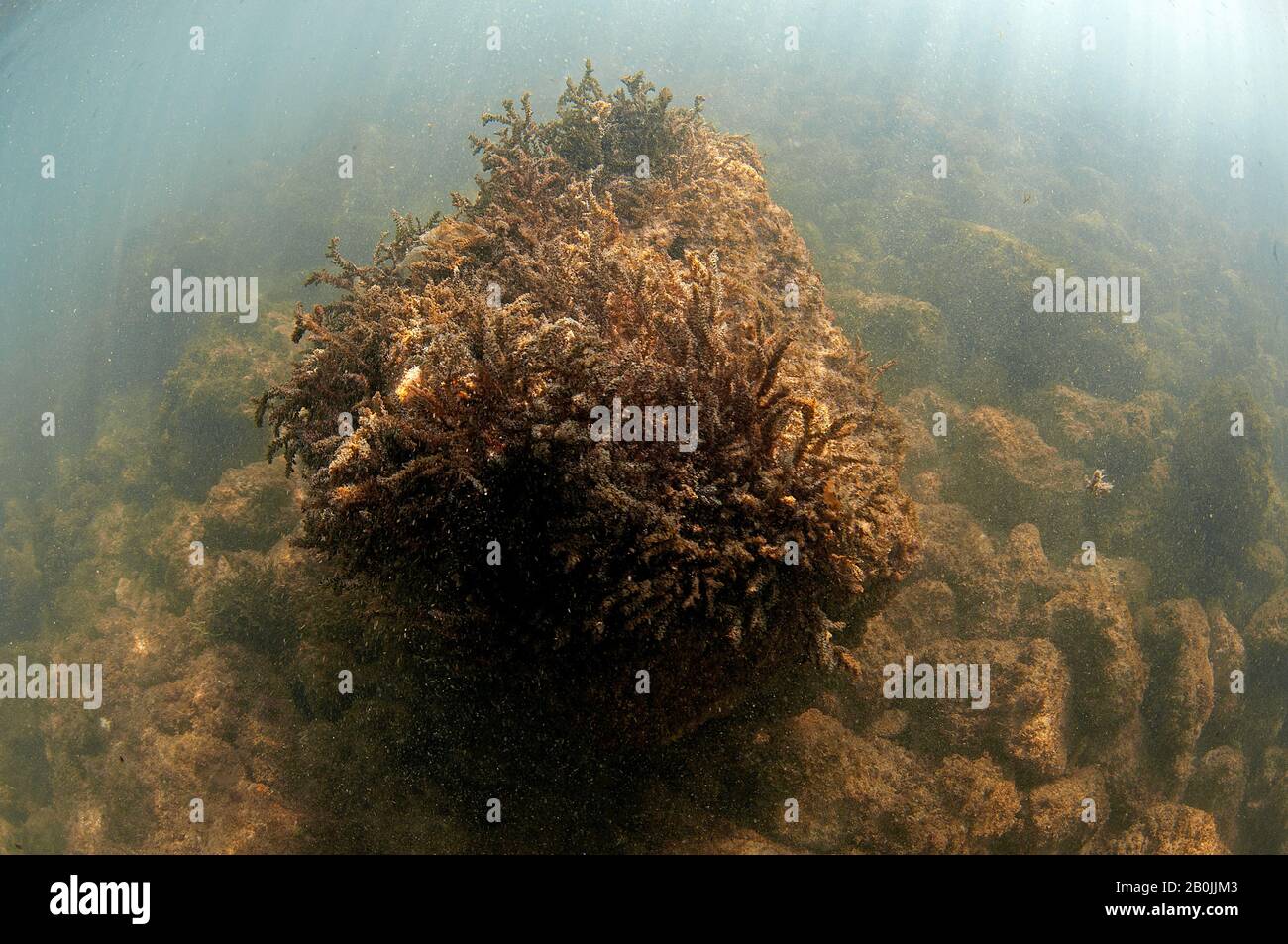 Limu island hi-res stock photography and images - Alamy