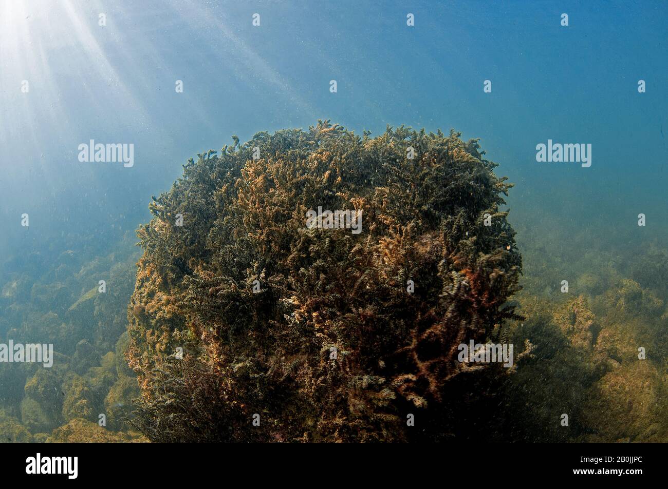 Limu hi-res stock photography and images - Alamy