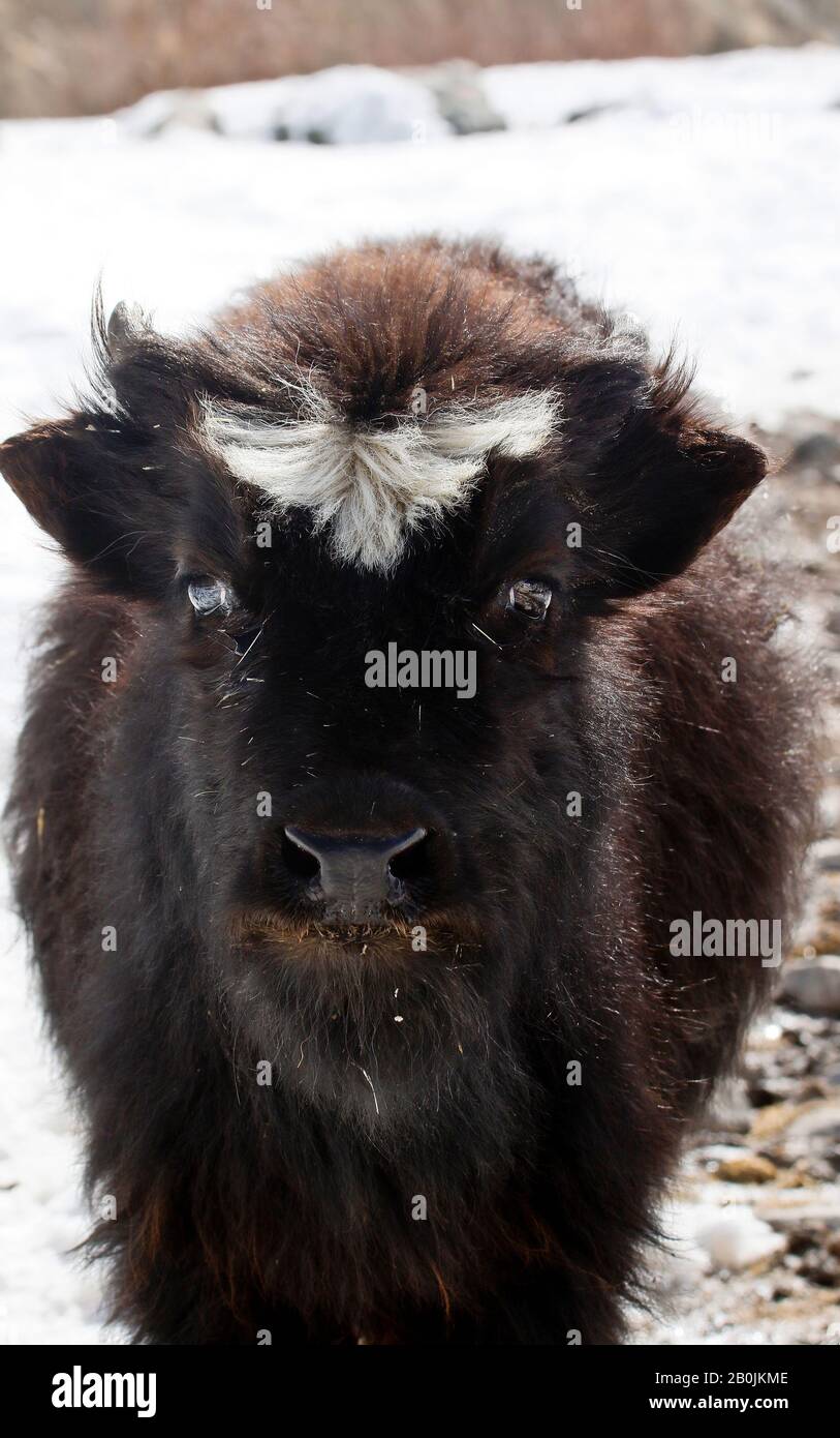 Domestic Yak calf (Bos mutus gruniens), Rumbak valley. Hemis National ...