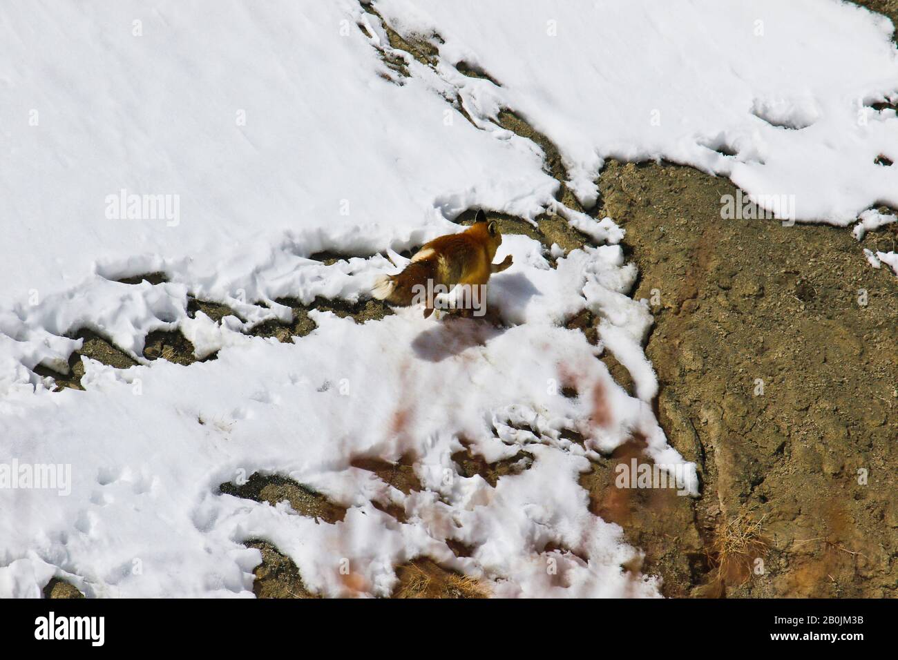 Himalayan red fox hi-res stock photography and images - Alamy