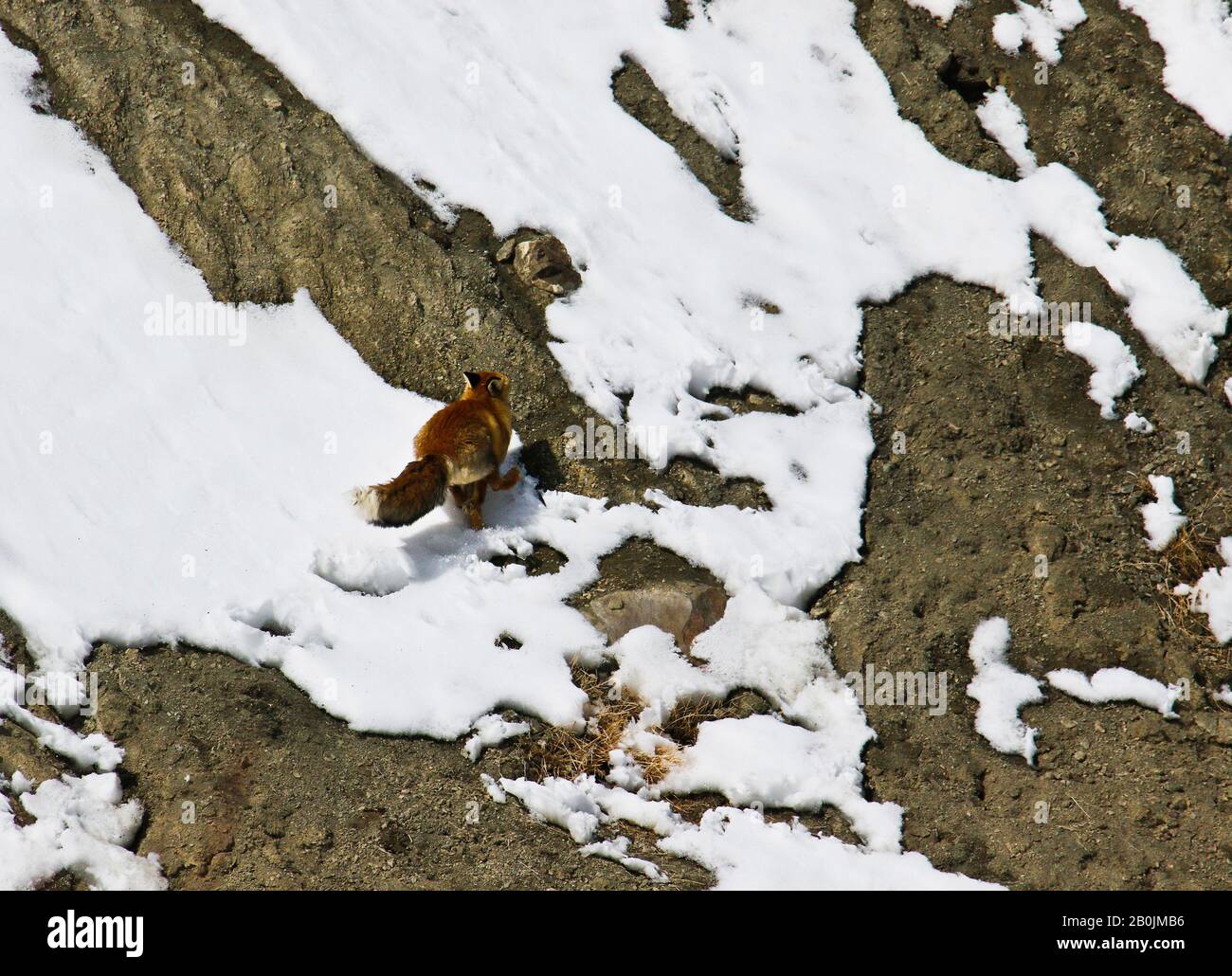Himalayan red fox hi-res stock photography and images - Alamy