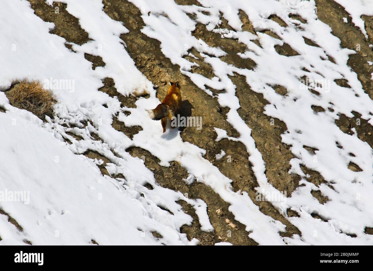 Himalayan Red Fox or Vulpes vulpes in Rumbak valley. Ladakh, Himalayas ...