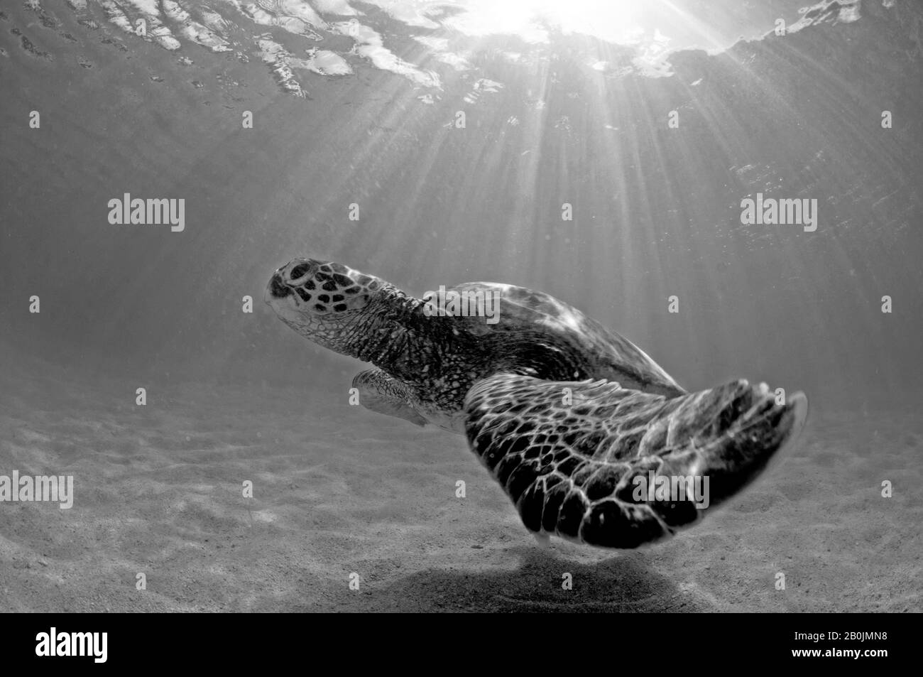 Sea Turtle Photography Black And White