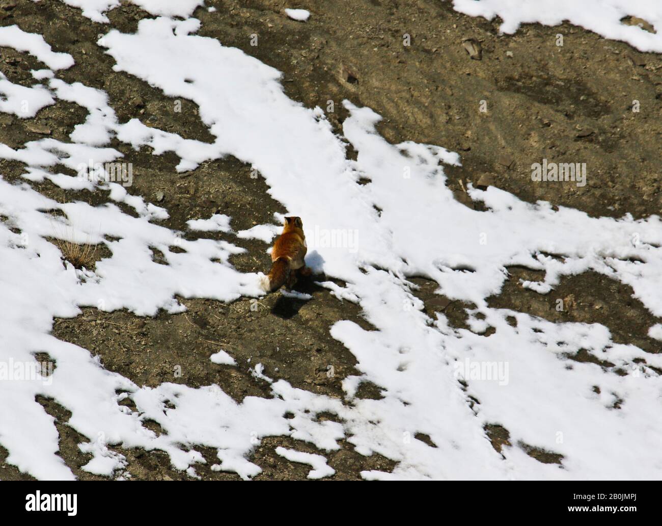 Himalayan Red Fox or Vulpes vulpes in Rumbak valley. Ladakh, Himalayas ...