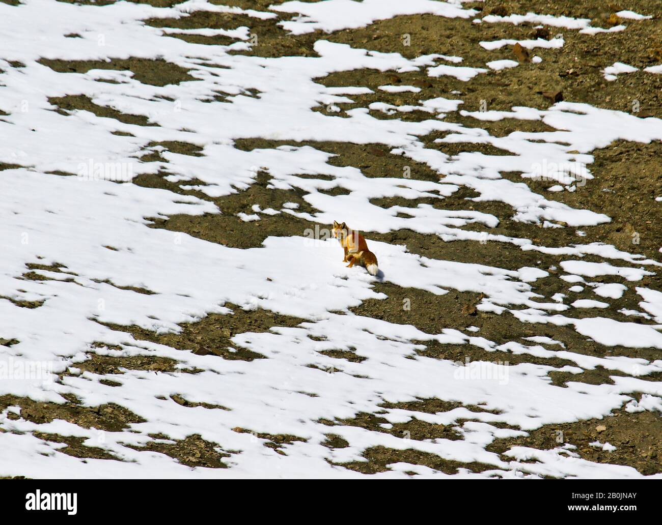 Himalayan Red Fox or Vulpes vulpes in Rumbak valley. Ladakh, Himalayas ...