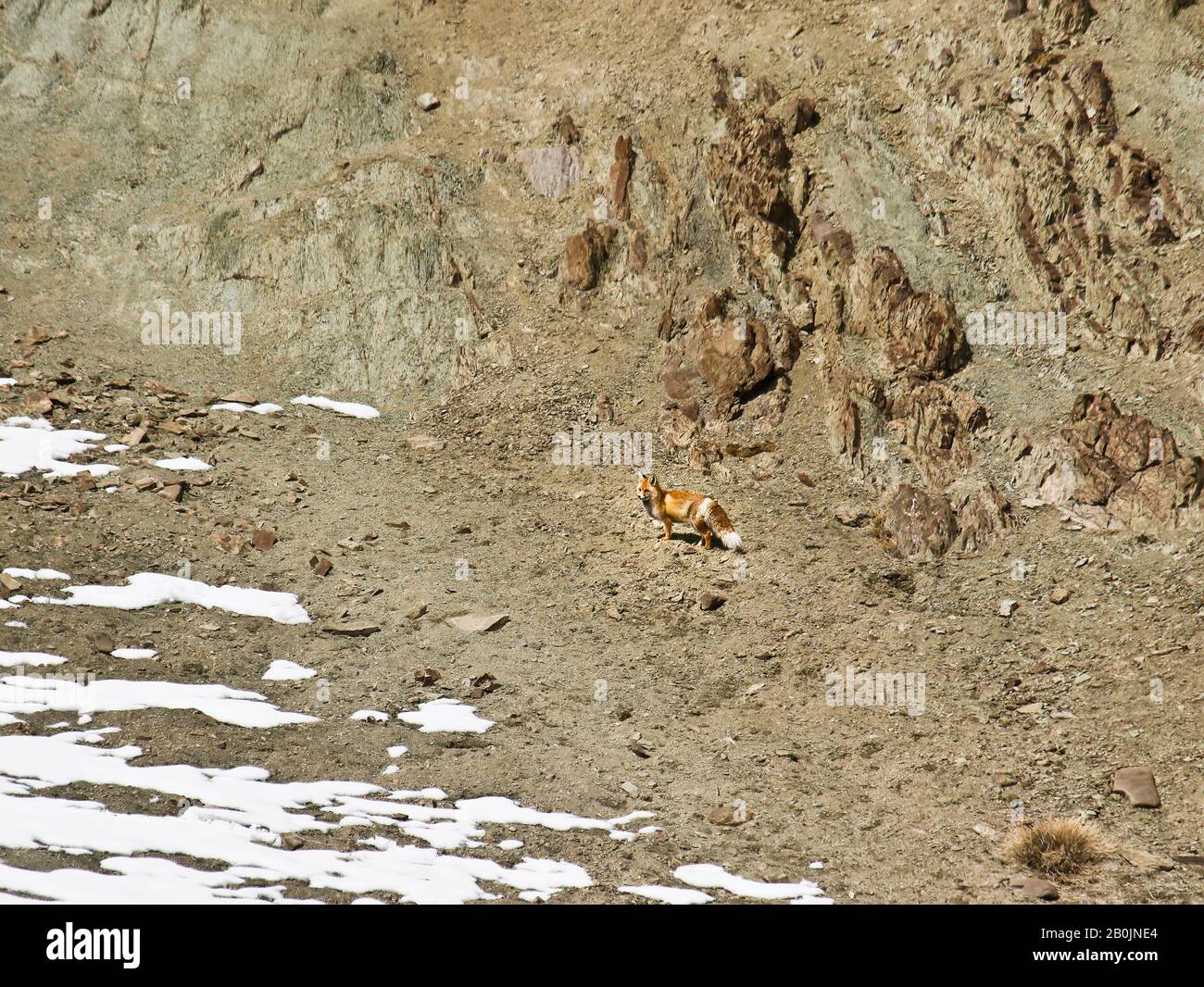 Himalayan Red Fox or Vulpes vulpes in Rumbak valley. Ladakh, Himalayas ...