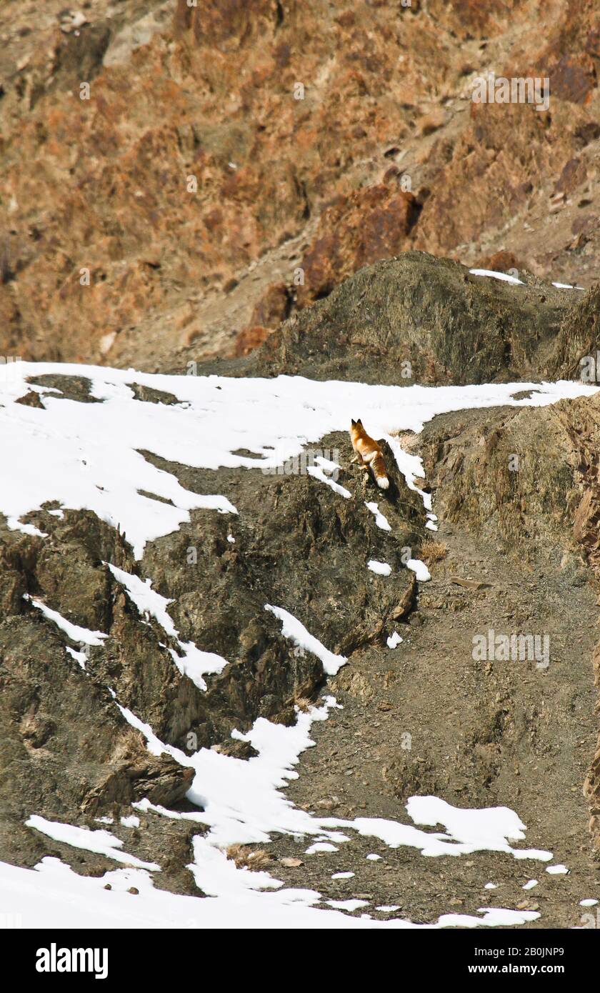 Himalayan Red Fox or Vulpes vulpes in Rumbak valley. Ladakh, Himalayas ...