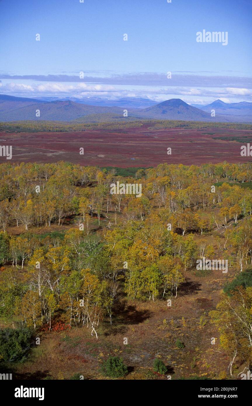 RUSSIA, KAMCHATKA, VIEW OF FOREST AND TUNDRA BETWEEN AVACHA AND ...