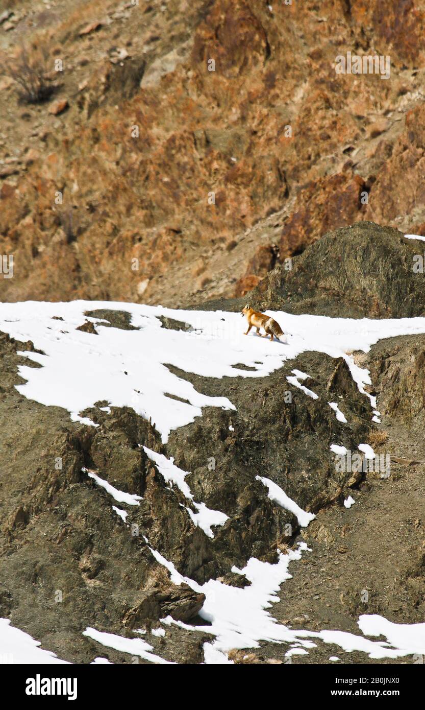 Himalayan Red Fox or Vulpes vulpes in Rumbak valley. Ladakh, Himalayas ...