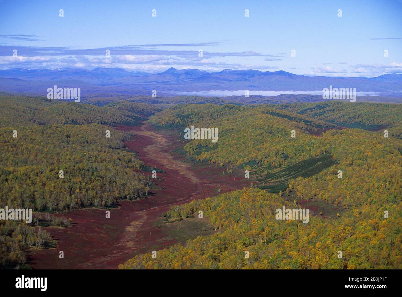 RUSSIA, KAMCHATKA, VIEW OF FOREST AND TUNDRA BETWEEN AVACHA AND ...