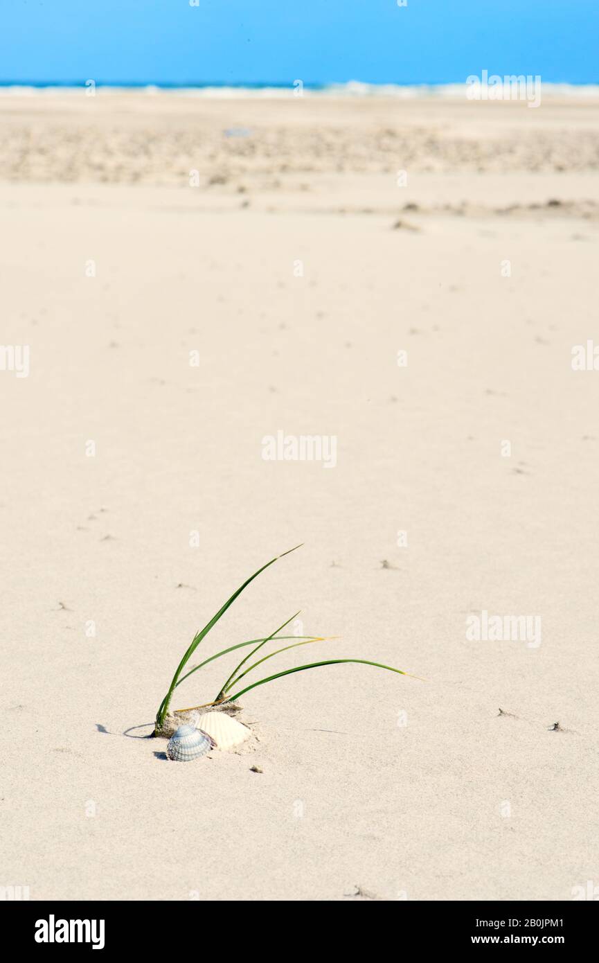 Landscape empty beach with sea grass shells surfs and water Stock Photo ...