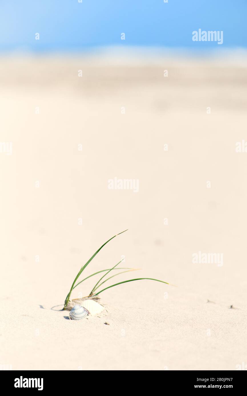 Landscape empty beach with sea grass shells surfs and water Stock Photo ...