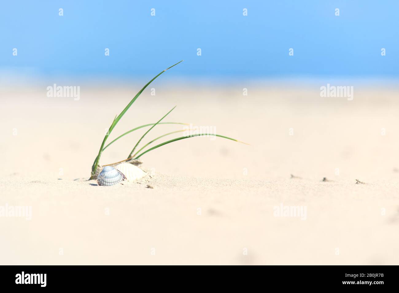 Landscape empty beach with sea grass shells surfs and water Stock Photo ...