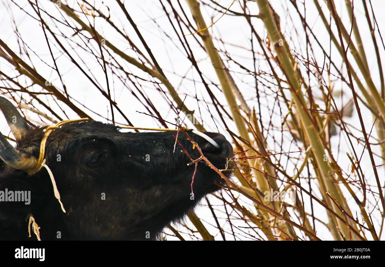 Domestic Yak eating(Bos mutus gruniens), Rumbak valley. Hemis National ...