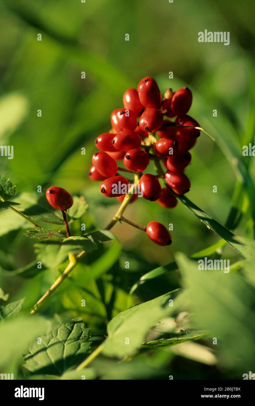 RUSSIA, SIBERIA, YENISEY RIVER, LEBED, NATURE PRESERVE, RED BERRIES ...