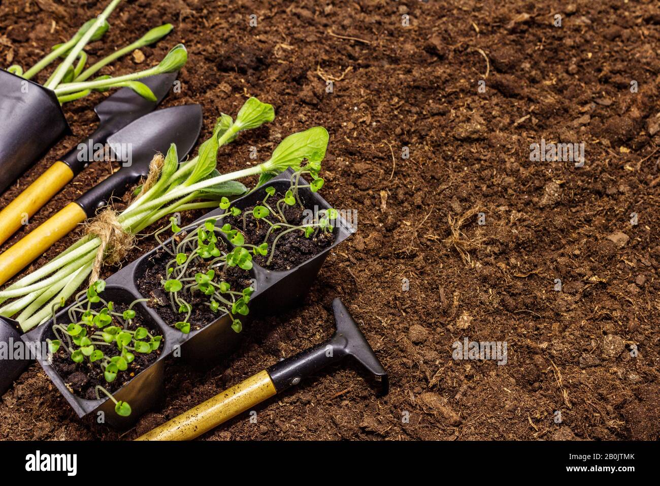 Green seedlings and garden tools on soil background. Ready for planting ...