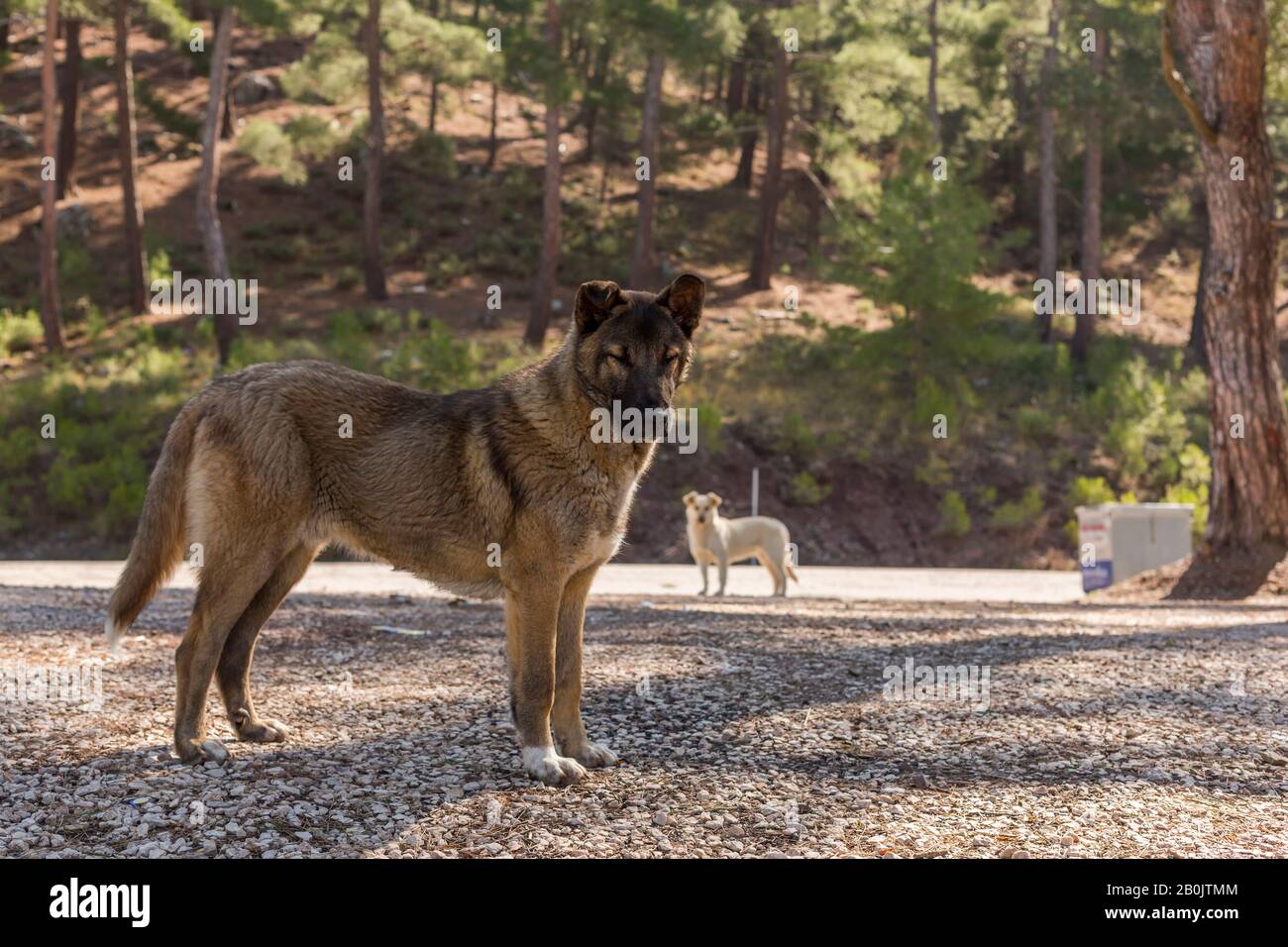 Stray dog left in the woods in TURKEY Stock Photo - Alamy