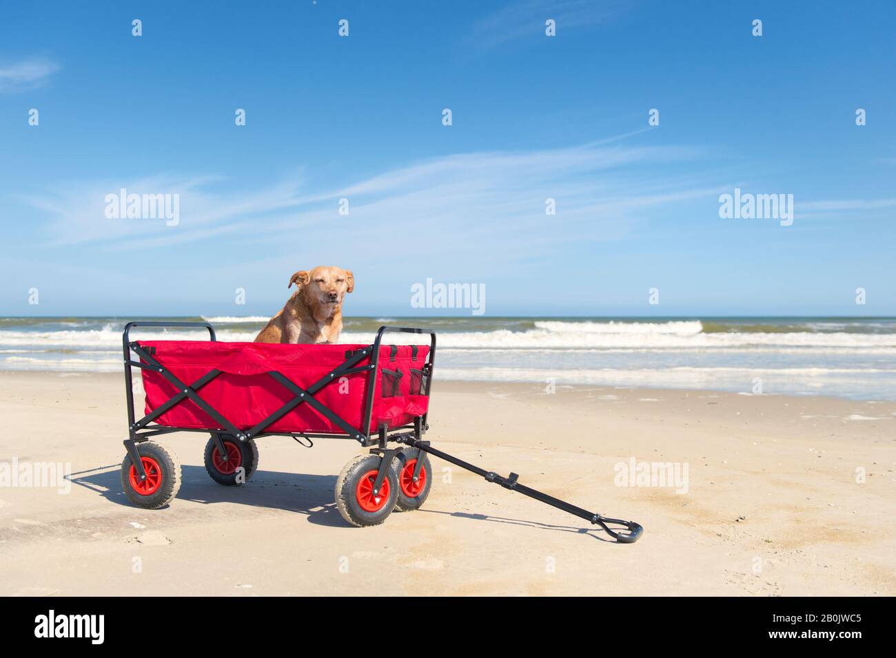 Transport of an old dog in red beach cart standing in front of sea ...