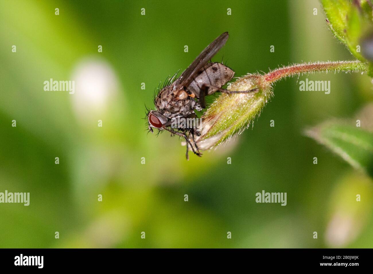 Fly balancing on flower bud, resembles Helina reversio, greyish ...