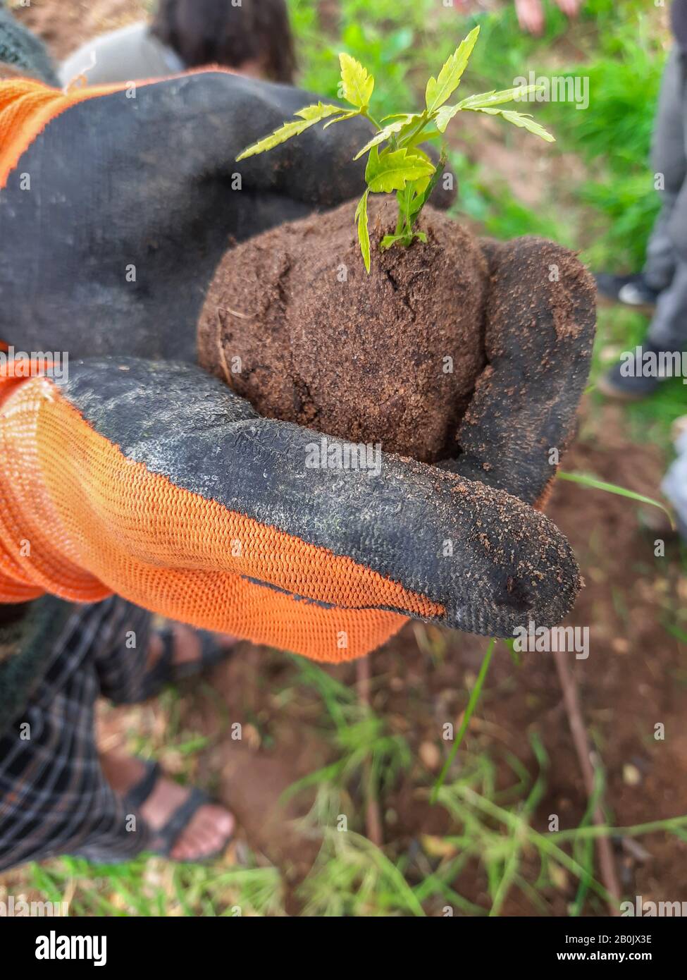 small seed ready to plant in the garden Stock Photo - Alamy