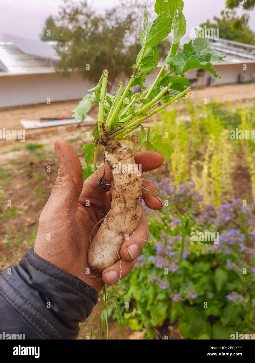 small seed ready to plant in the garden Stock Photo - Alamy