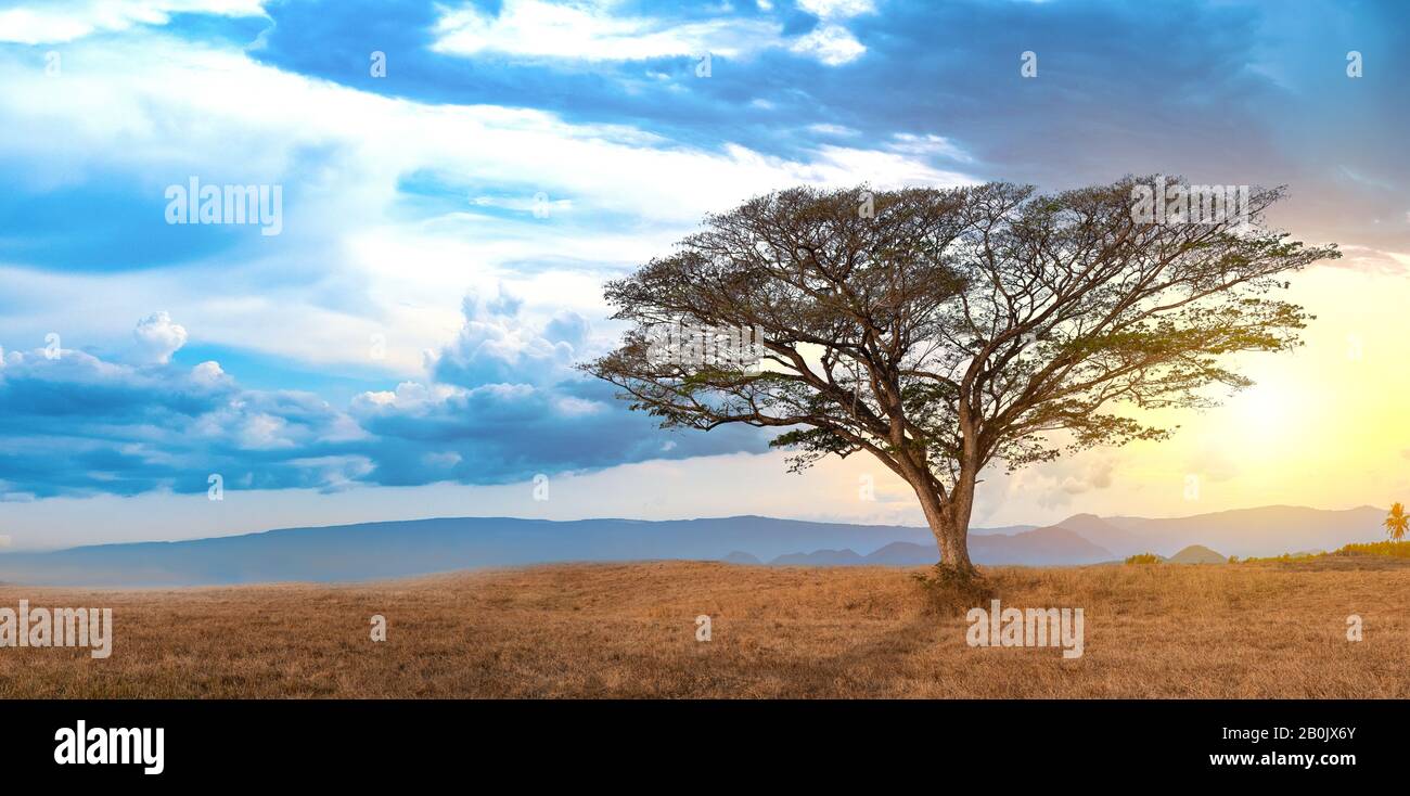 Summer landscape with a lone big tree at sunset grass field on blue sky ...
