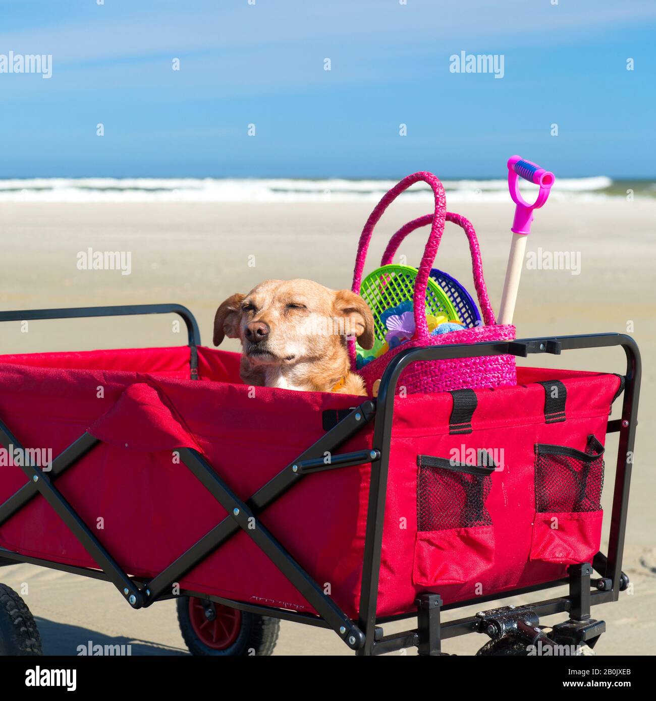 Old dog in cart with toys at the beach Stock Photo - Alamy