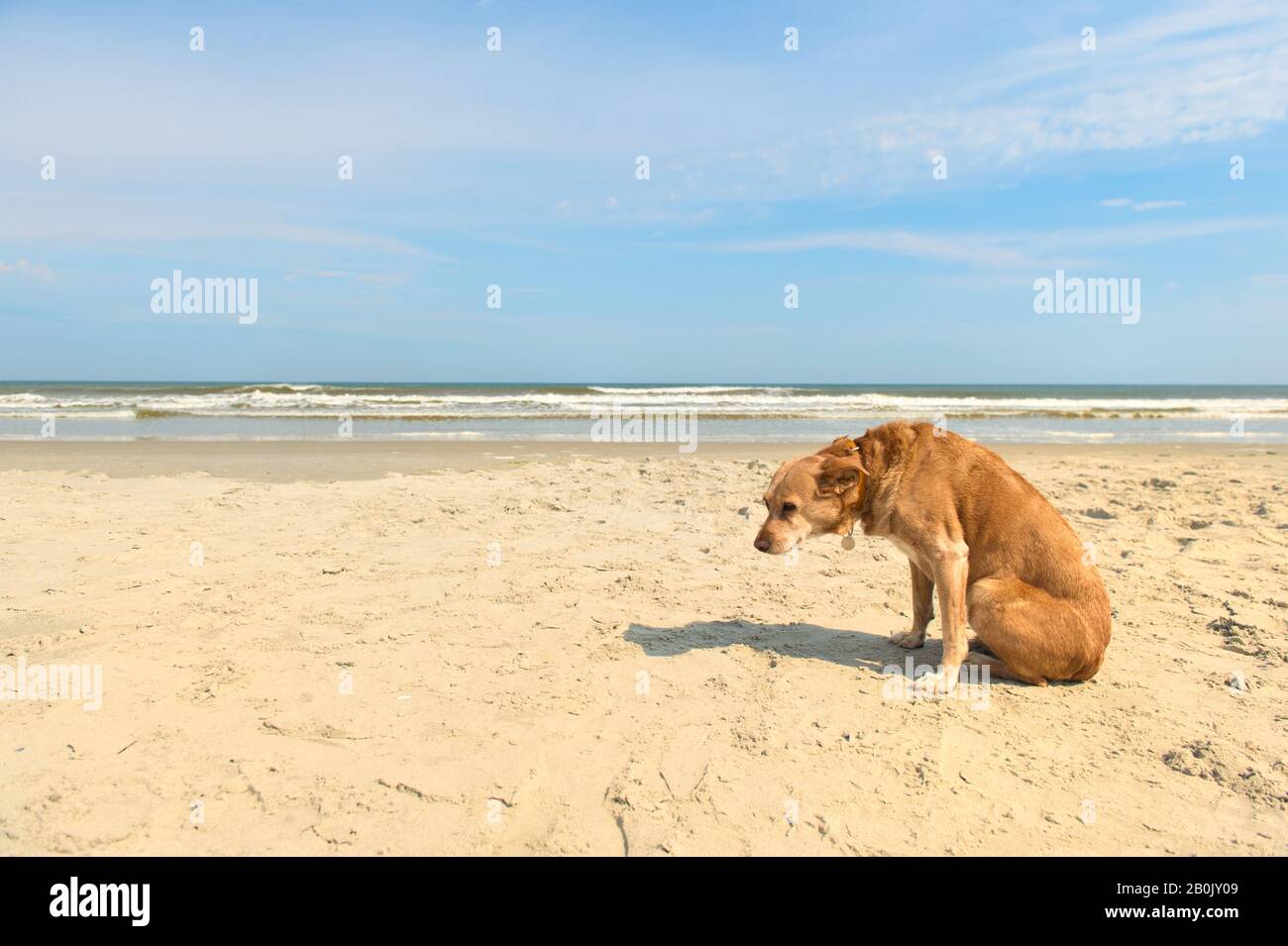Old brown cross breed hi-res stock photography and images - Alamy