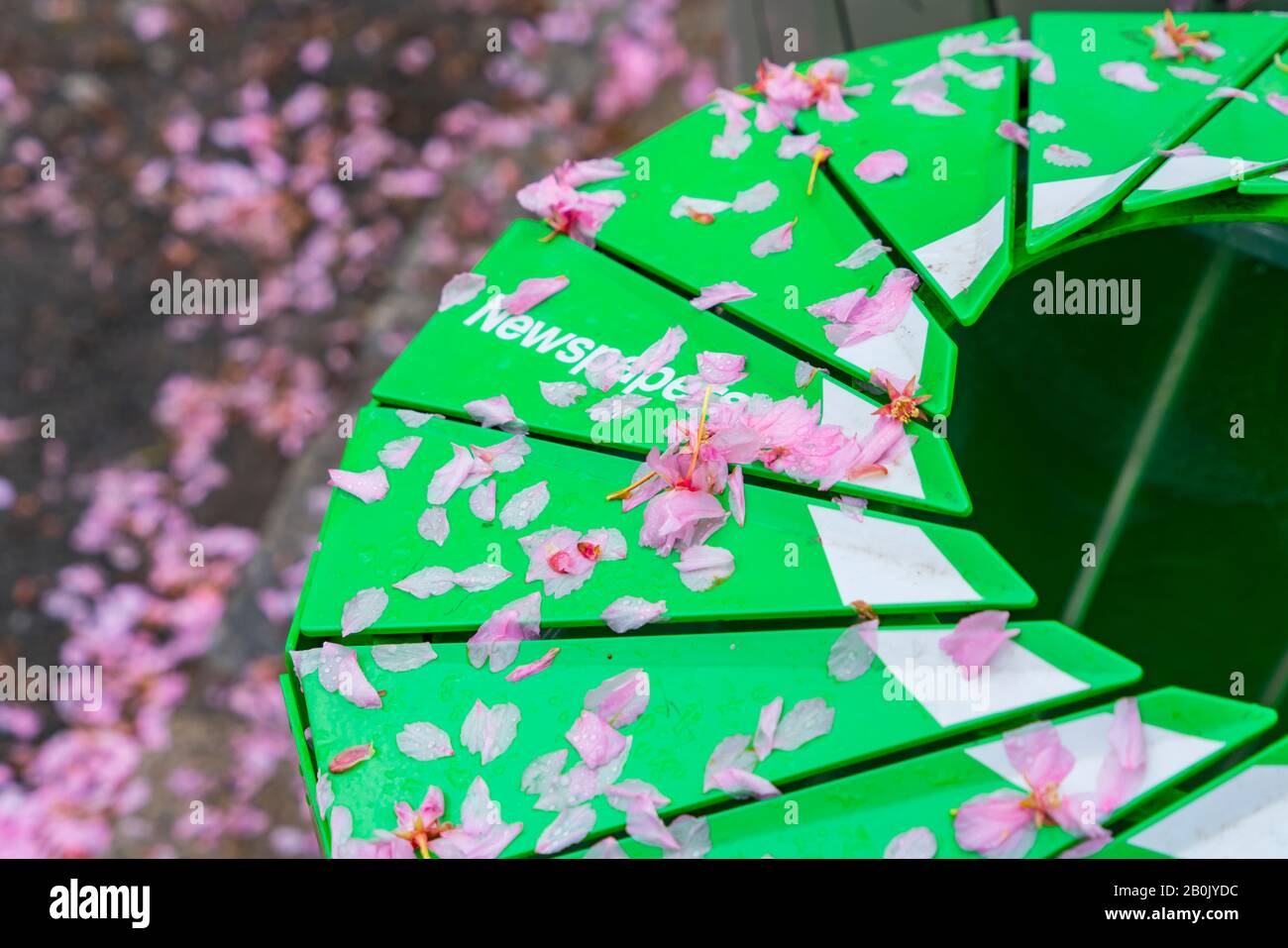 Fallen Cherry petals cover the trashcan in the rainy morning at Central ...