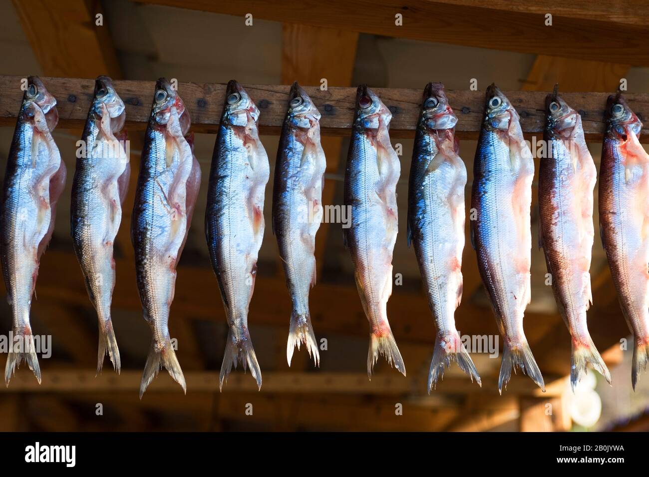 Irkutsk market fish hi-res stock photography and images - Alamy