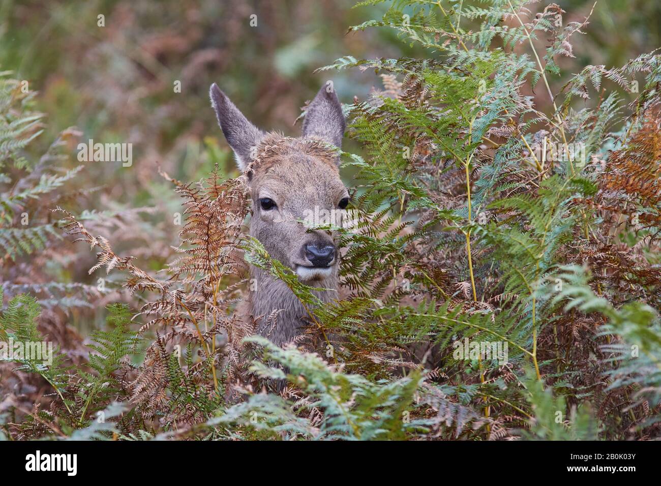Red deer fawn in bracken Stock Photo - Alamy