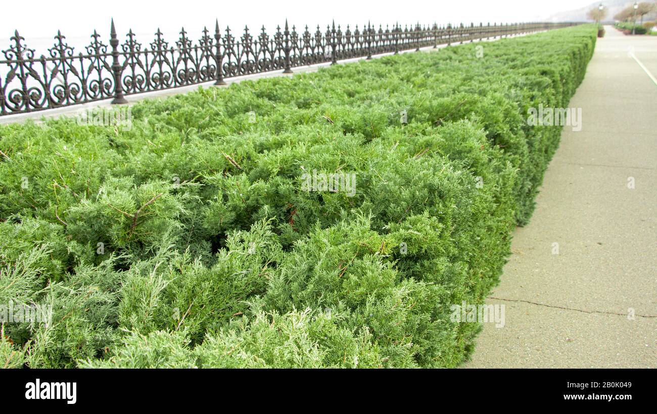 The juniper on the waterfront is trimmed in topiary shape Stock Photo ...
