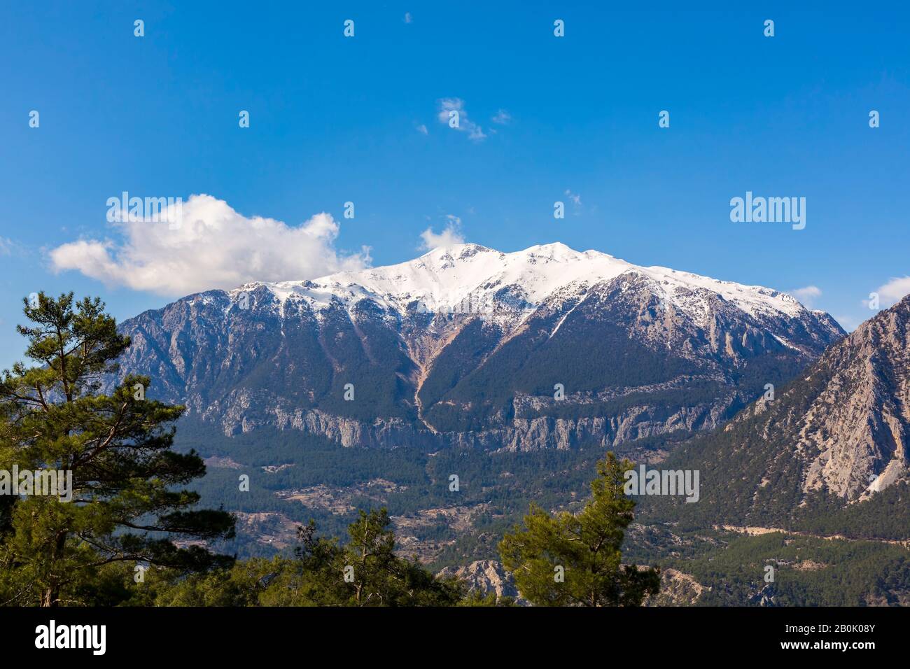 Snowy mountains behind pine trees in Antalya -TURKEY Stock Photo - Alamy