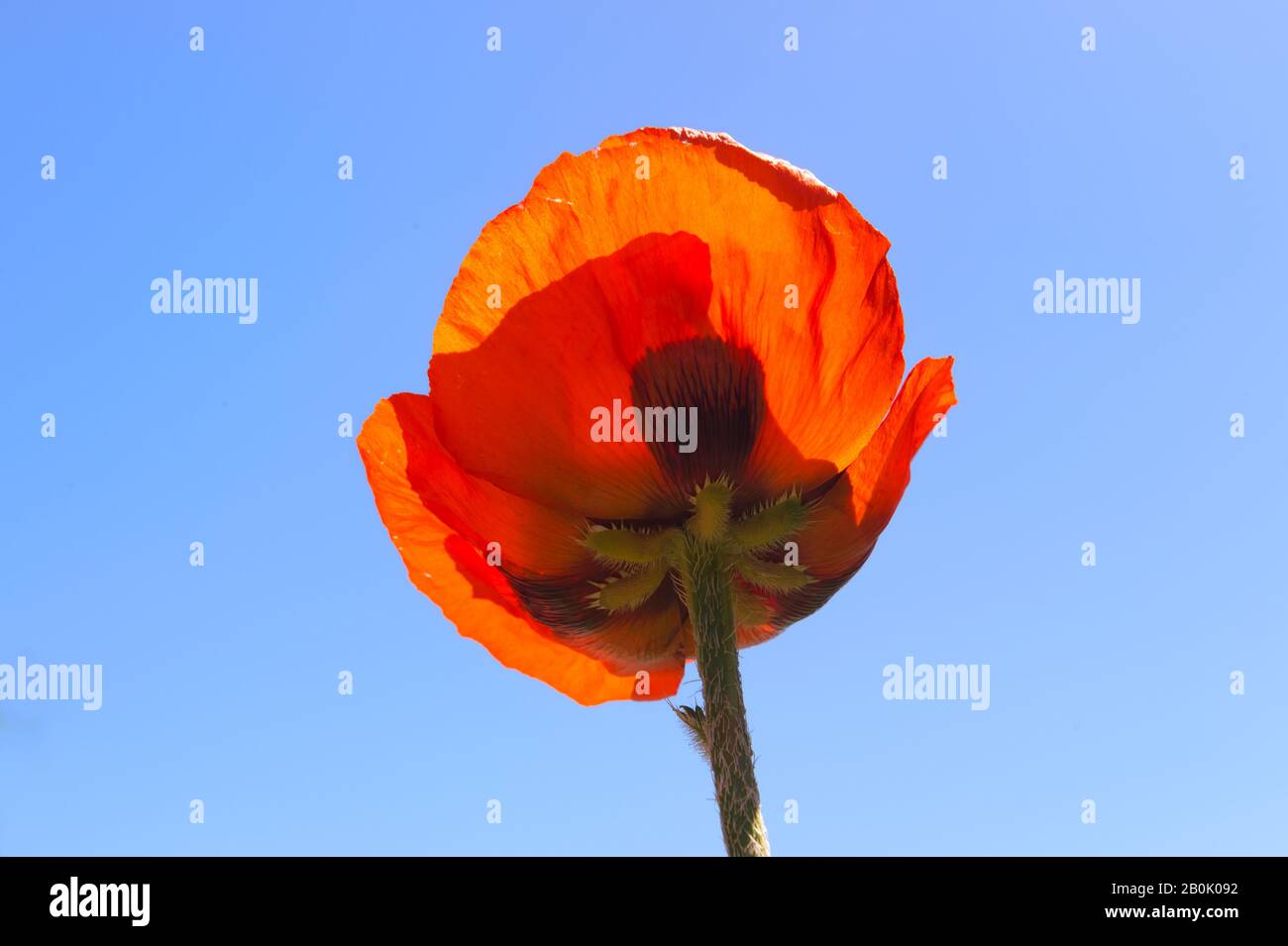Single red poppy flower against blue sky Stock Photo - Alamy