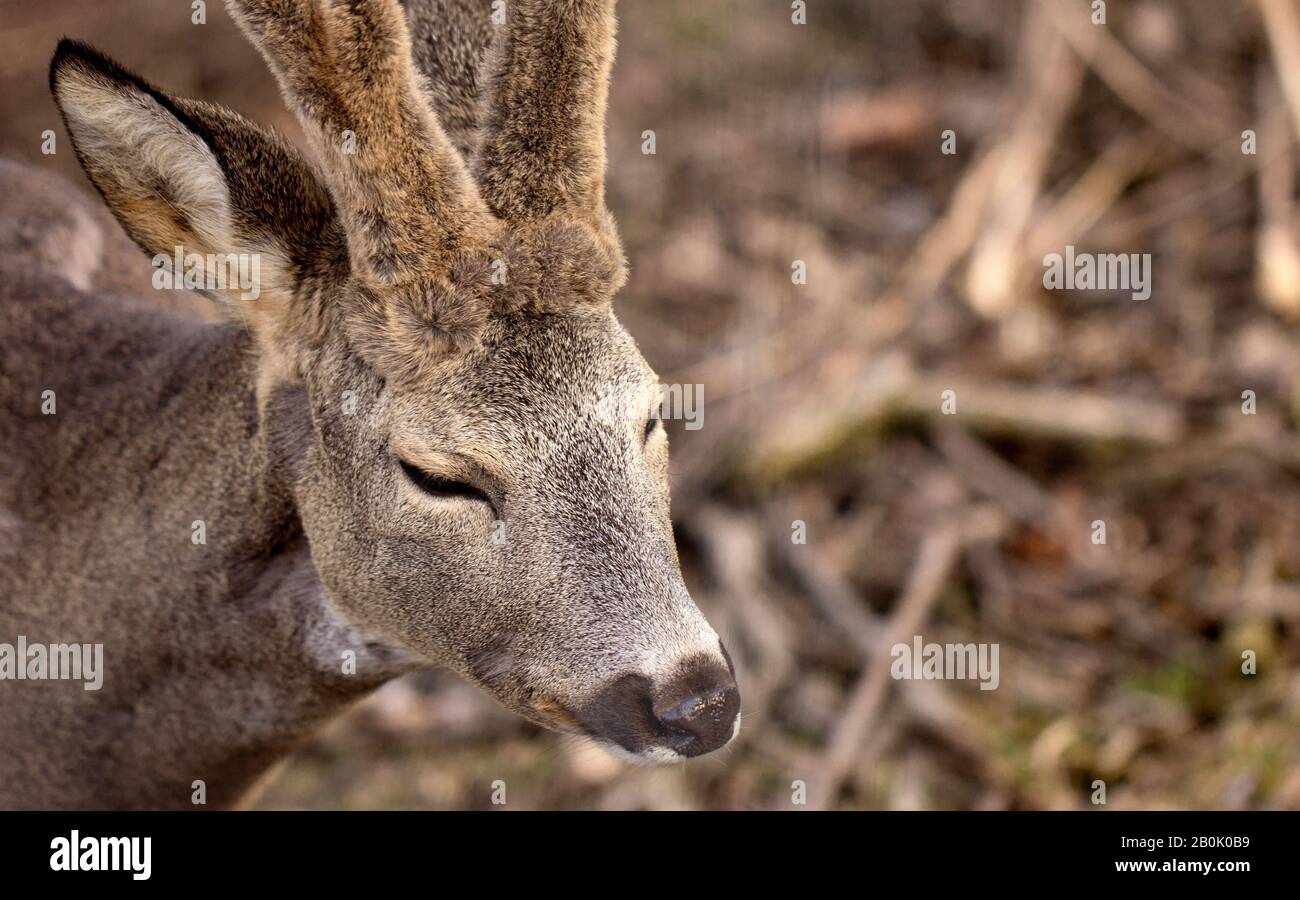 Beautiful shot cute deer forest hi-res stock photography and images - Alamy