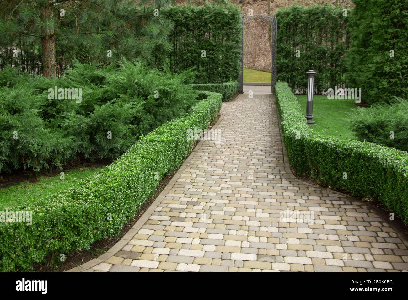 Common box buxus sempervirens garden hi-res stock photography and ...