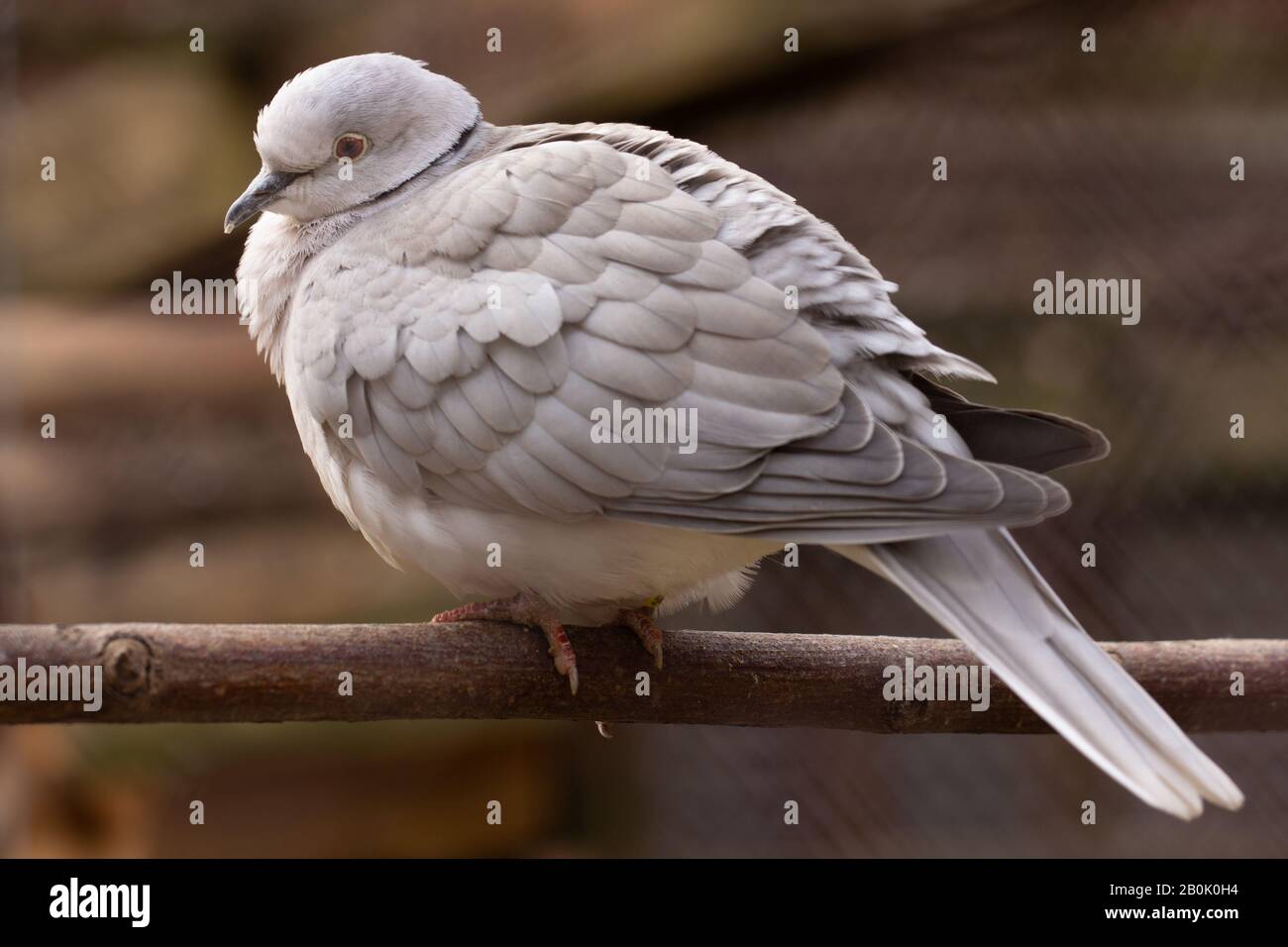 A pigeon of a Texan meat breed sits on a pole in a paddock Stock Photo ...