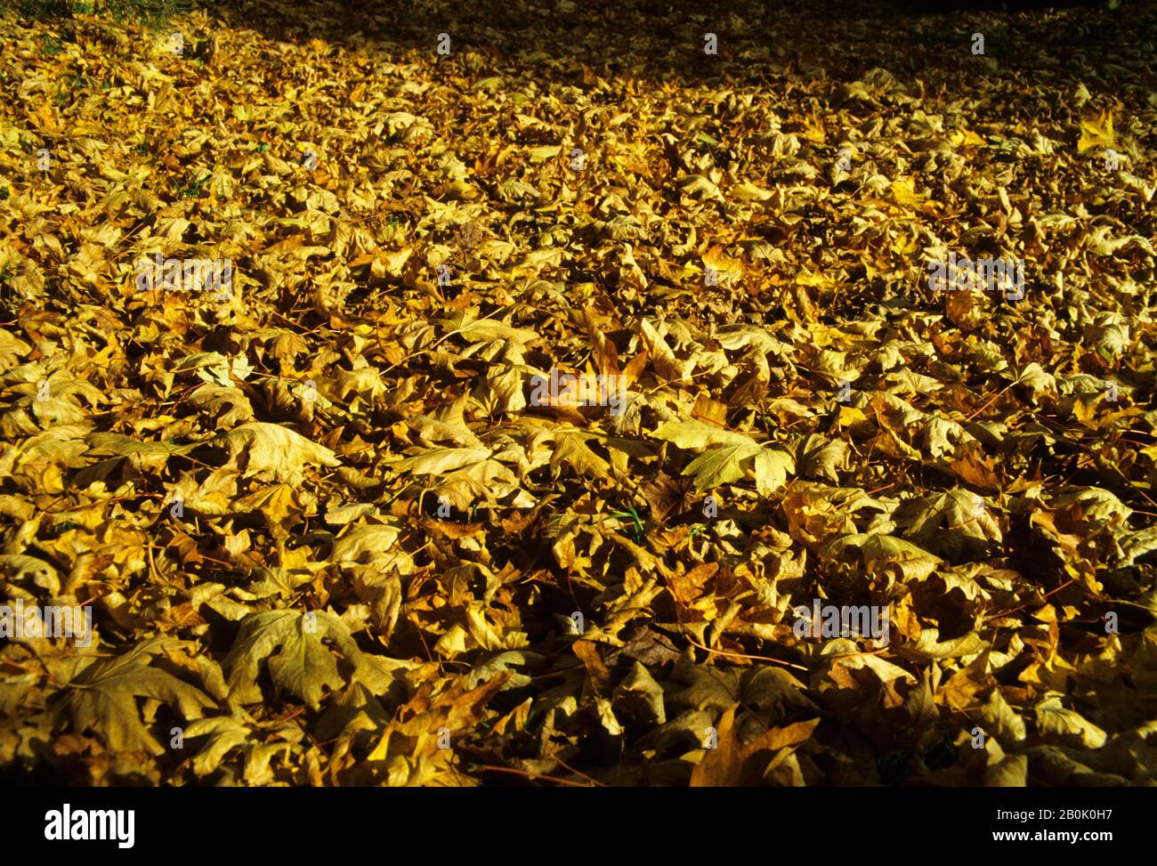 Golden maple tree hi-res stock photography and images - Alamy