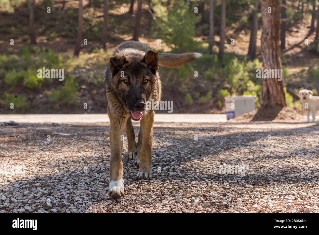 Left in the woods hi-res stock photography and images - Alamy