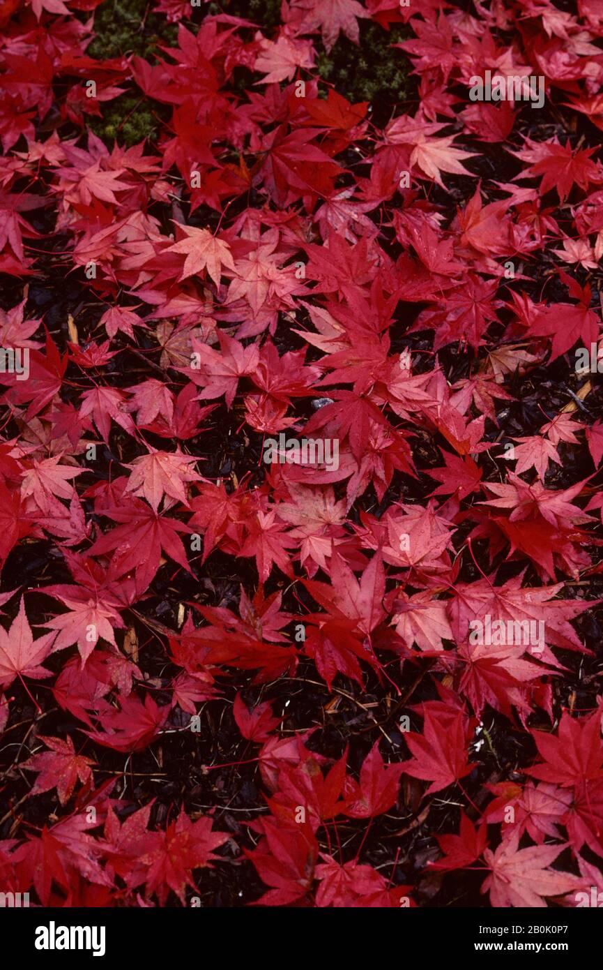 Scarlet maple leaves hi-res stock photography and images - Alamy