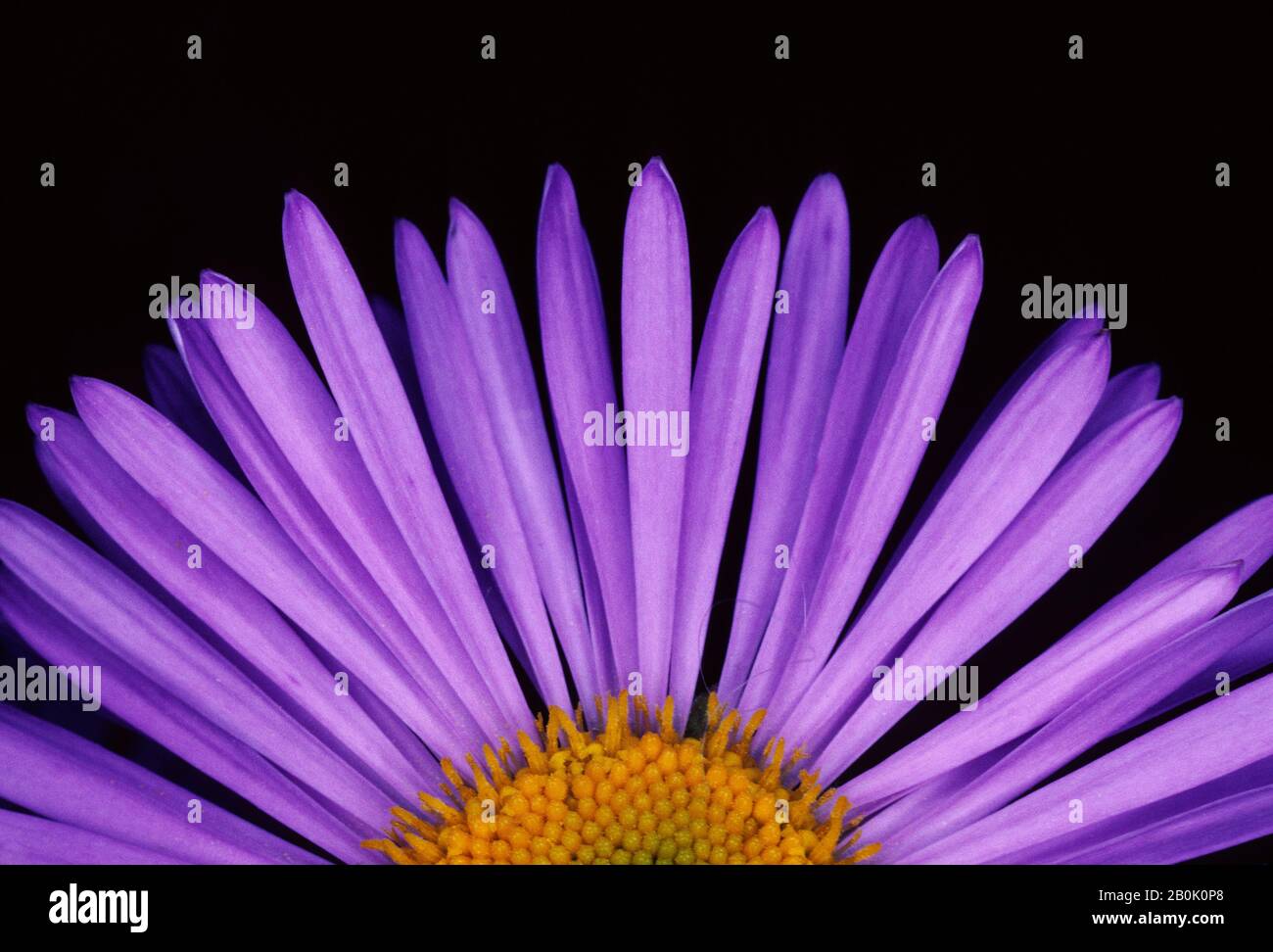 SEASONS, CLOSE-UP OF AN ASTER FLOWER Stock Photo - Alamy