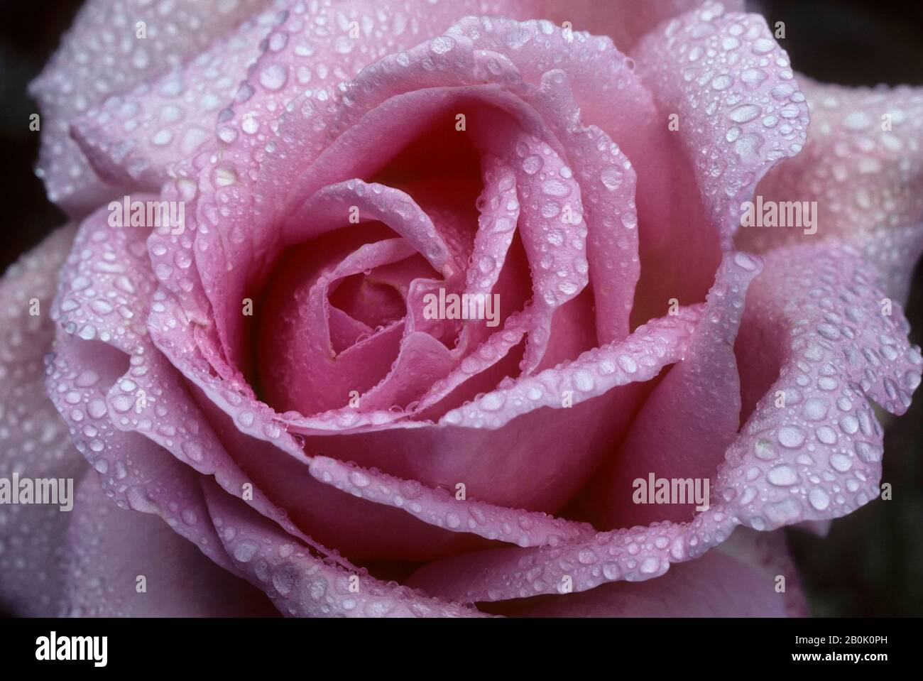 Rose rain drop hi-res stock photography and images - Alamy